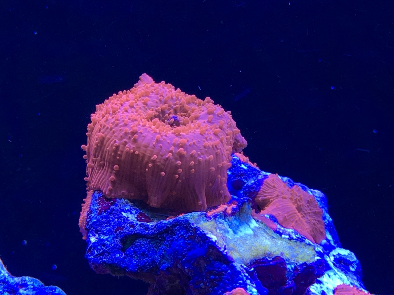 Deepoint - Saltvattensguiden