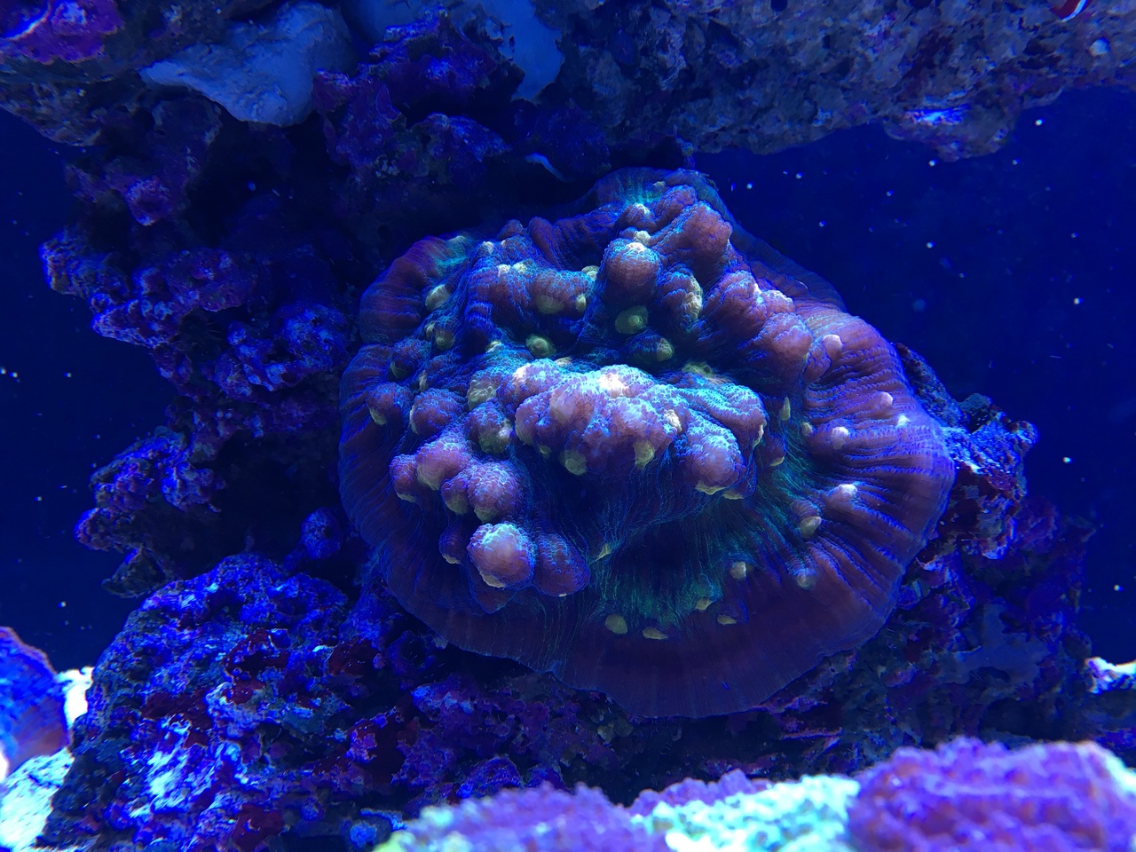 Deepoint - Saltvattensguiden