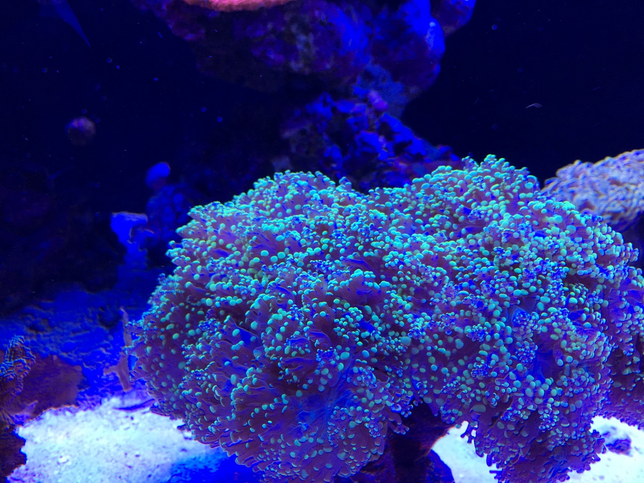 Deepoint - Saltvattensguiden